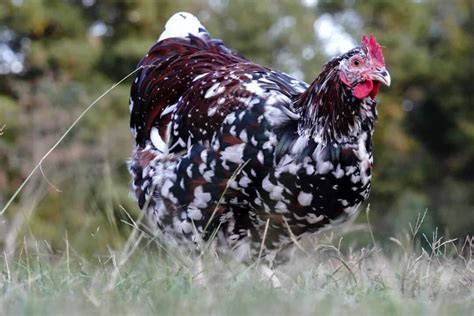 Speckled Sussex Chicken Breed The Most Beautiful Dual Purpose Chicken Heritage Acres Market Llc