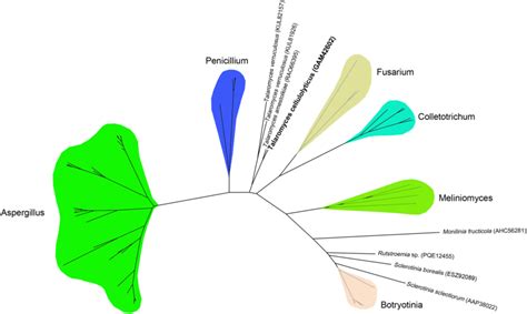 Phylogenetic Tree Of Endopolygalacturonase Of Talaromyces And The Download Scientific Diagram