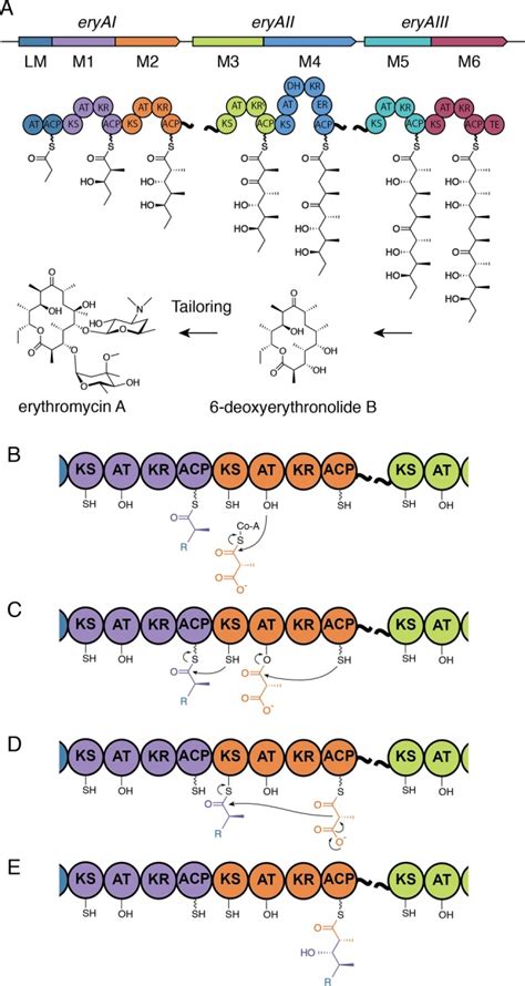 Evolution And Diversity Of Assembly Line Polyketide Synthases Focus Review Pmc