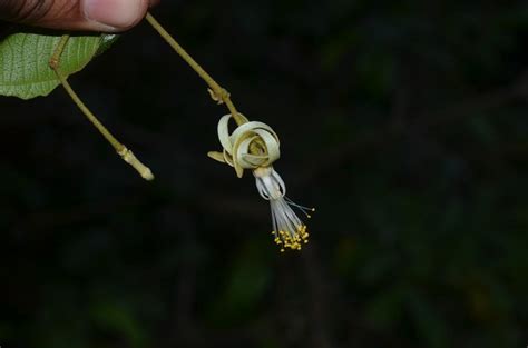 Litsea Monopetala EFlora Of India