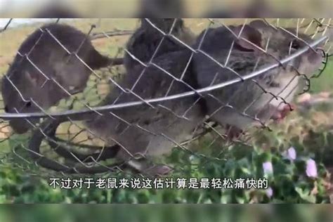 老鼠被猫咪堵在墙角挑衅，老鼠不停告饶：给我个痛快吧！挑衅老鼠墙角