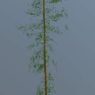 Tree Stem Brown Modelled From The TLS Data Download Scientific Diagram