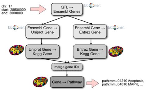 Sketch Of The Example Workflow For Mapping Qtl Genes To Metabolic Pathways Download Scientific