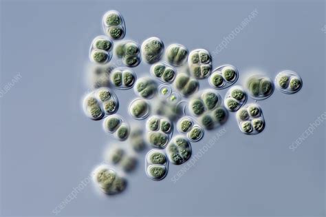 Chroococcus Cyanobakteria Lm Stock Image C028 8444 Science Photo Library