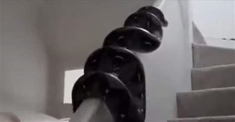 घर के अंदर सीढ़ियों के सहारे ऊपर चढ़ गया अजगर देंखे रोंगटे खड़े कर