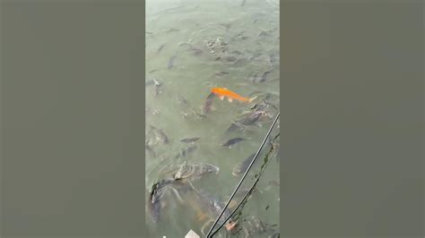 주황색 잉어 빨간색 잉어 Youtube