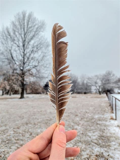 Frozen Feather 🪶 ️ Feather Photography Frozen