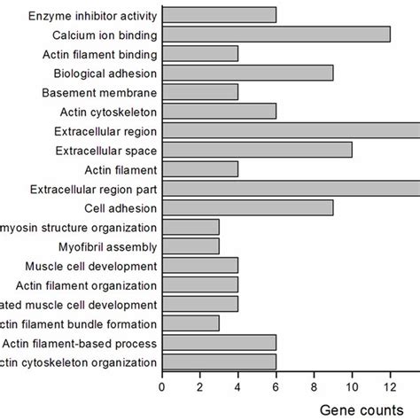 Overview Of Enriched Gene Ontology Functional Classifications Of Muscle