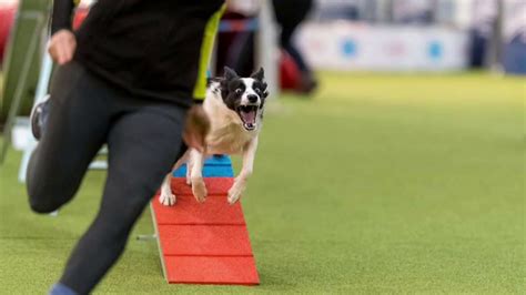 Anne Lenz Und Itzi Bitzi Vdh Deutsche Meisterschaft 2017 Youtube