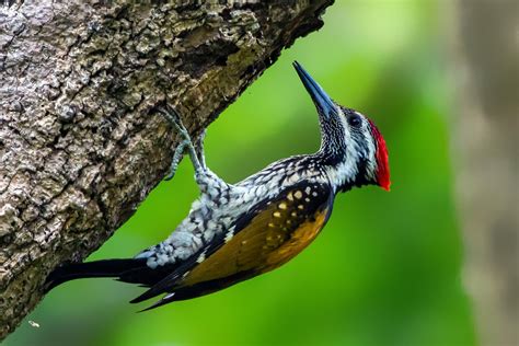 Amit Dutta Insearch Pk