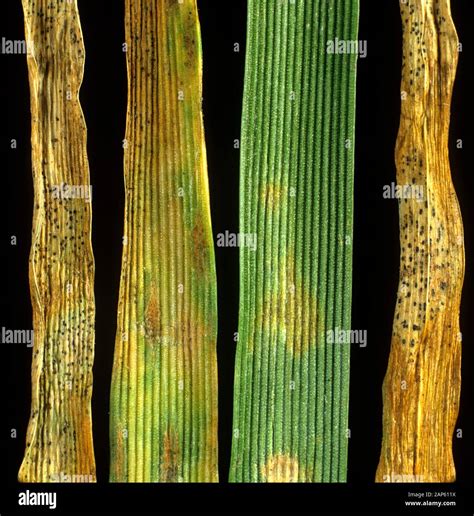 Septoria Leaf Blotch Mycosphaerella Graminicola Lesions Of Fungal