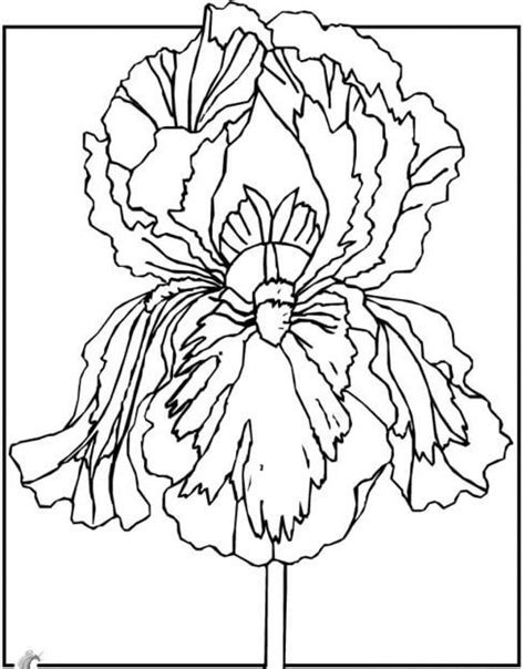 ирис трафарет | Flower coloring pages, Coloring pages, Iris flowers