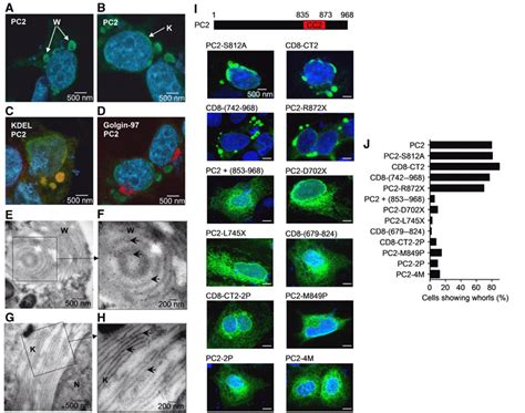 Cc2 Mediated Dimerization Of Pc2 Causes Formation Of Stacked Er Download Scientific Diagram