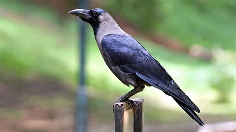 Crowing About Crows Star Of Mysore