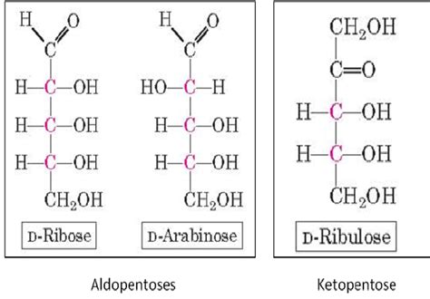 D Pentose Sugars Aldopentoses And Ketopentose Download Scientific Diagram