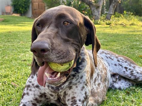 German Shorthaired Pointer With His Ball And Tongue Out Looking Into