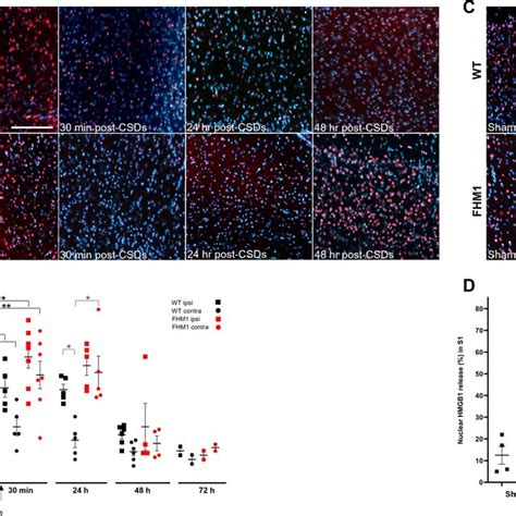 Design Of Optogenetic Csd Induction And Headache Related Behavioural Download Scientific