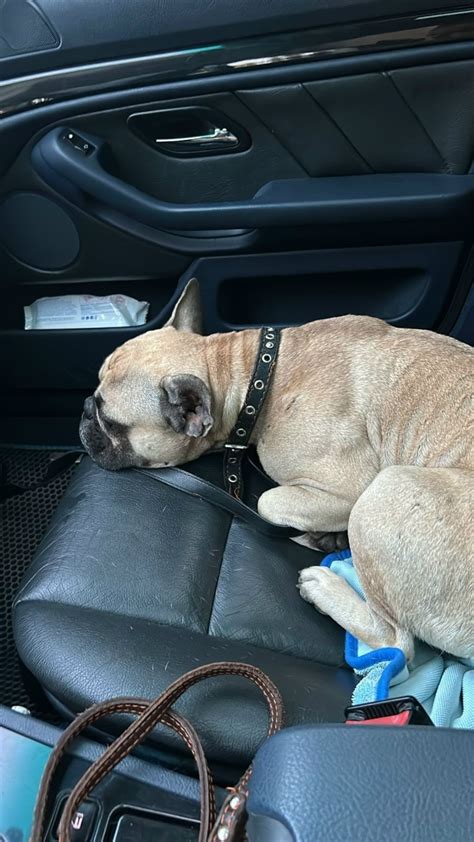 Найден французский бульдог с ошейником Звоните 89065901919 2025 Семилуки мой город ВКонтакте