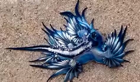 بالفيديو العثور على تنين أزرق قرب شاطئ كيب Lebanese Forces