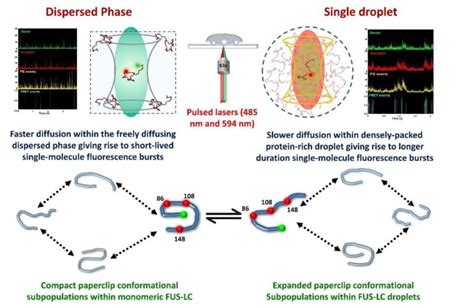 Single Mol Fret Illuminates Phase Separation Biopatrika