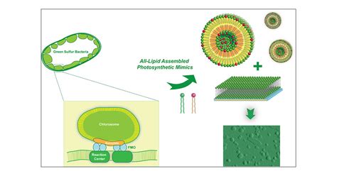 Mimicking Photosynthesis With Supercomplexed Lipid Nanoassemblies Design Performance And