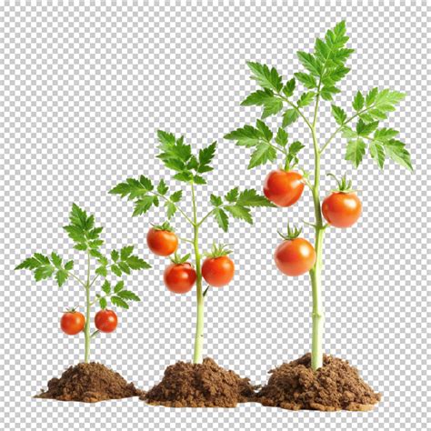 Premium Psd The Growth Stages Of A Tomato Plant Isolated On
