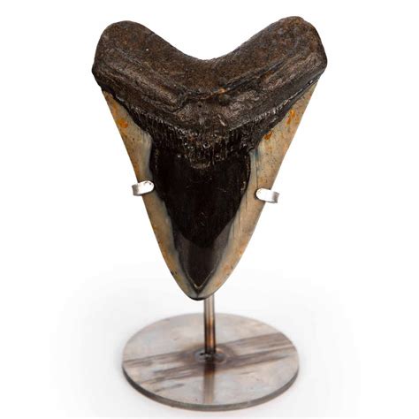 Mounted Megalodon Tooth Creel And Gow