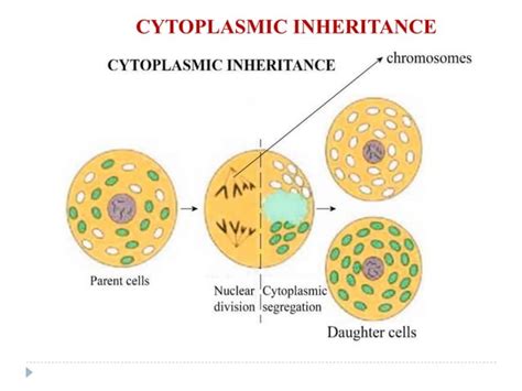 Genetics Cytoplasmic Inheritance Ppt
