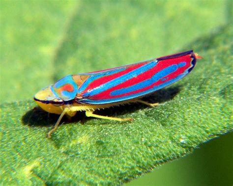 Graphocephala Coccinea Alchetron The Free Social Encyclopedia