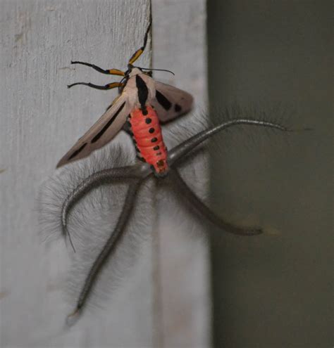 45 weird bugs of the world with pictures and facts
