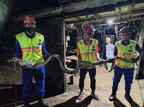 Chicken Preying Python Caught Inside Coop Sarawak Tribune