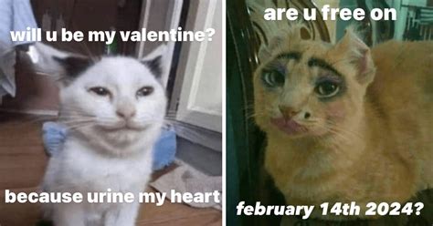 Romantic Valentines Day Cat Memes For Your Hump Day Mood Boost I Can Has Cheezburger