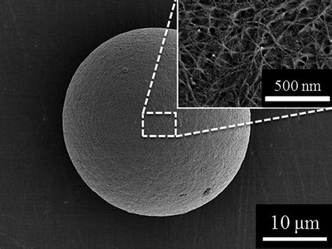 Sem Photograph Of Cntpmma Composite Particle Download Scientific