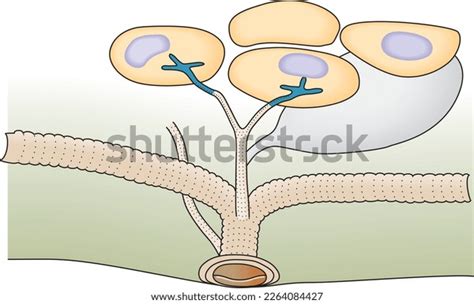 Simplified Diagram Tracheal System Grasshopper Stock Vector Royalty Free 2264084427 Shutterstock Simplified Diagram Tracheal System Grasshopper Stock Vector Royalty Free 2264084427 Shutterstock