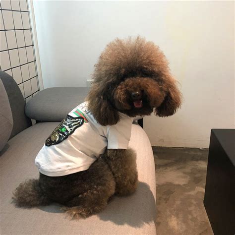명품강아지옷 구찌티셔츠 화이트 블랙 2xl추가 세컨웨어