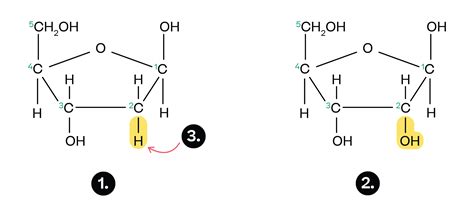 Carbohydrates Types Structure And Function Biology Explanation