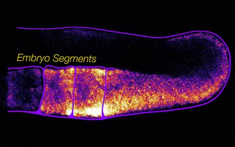 Biological Oscillations The Rhythms Of Living Things