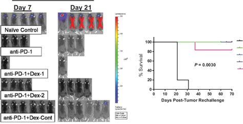 Tumor Specific Immunologic Memory Is Grossly Preserved In Long Term Download Scientific Diagram