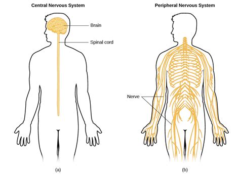Parts Of The Nervous System Introduction To Psychology