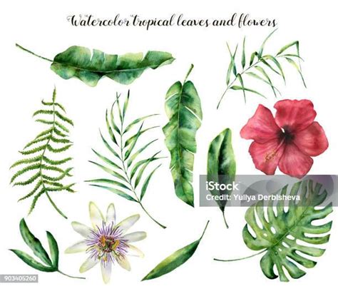 수채화는 열 대 나뭇잎으로 설정입니다 손으로 그린 팜 지점 고 사리와 목련의 잎 트로픽 공장 흰색 배경에 고립입니다 식물 그림입니다 디자인 인쇄 또는 배경 0명에 대한 스톡