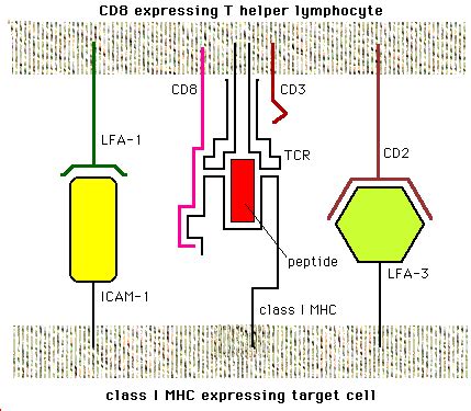 Diagram Of T Cell Interaction With Target Cell Primary Care Notebook