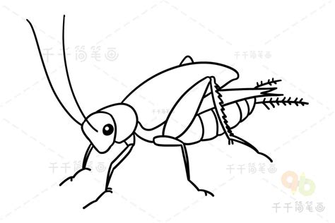 如何画蟋蟀简笔画 昆虫简笔画