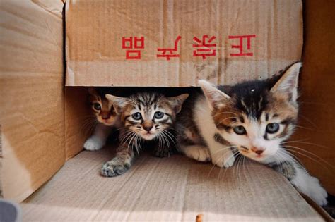 introducing boxlang scripting for the jvm