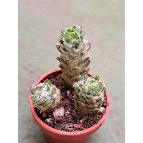開心多肉~1吋盆 多肉植物 組盆 【毛球馬齒莧】含土含盆寄出實物拍攝 蝦皮購物