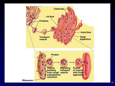 Cell Structure Ppt Download