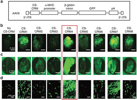 Validation Of Cardiac Specific Cis Regulatory Module Cs Crm A