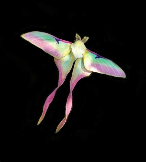 Kanao Butterfly Creepy Animals Beautiful Bugs Interesting Animals