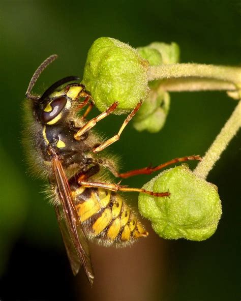bees vs wasps what s the difference buglife blog buglife