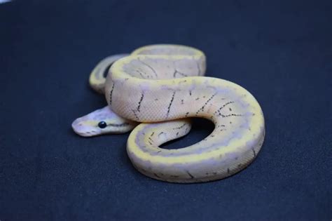 Lemon Blast Ball Python Morph Guide And Breeding Tips Ball Python