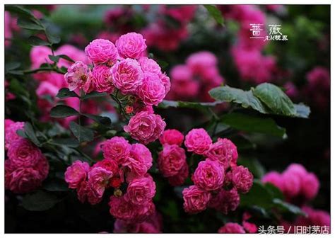 立夏時節品詩詞〡山亭夏日綠樹陰濃夏日長樓台倒影入池塘 每日頭條